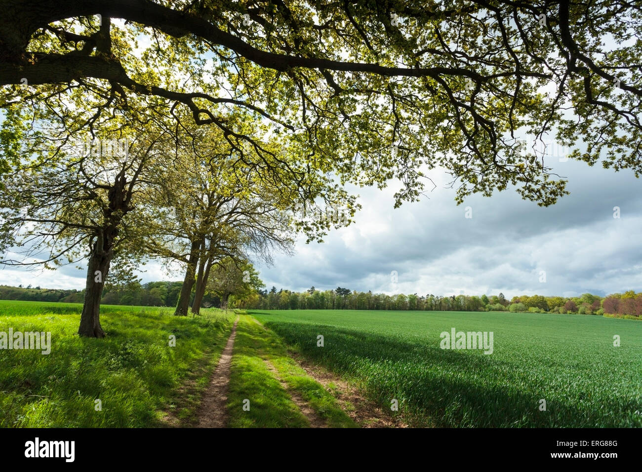 Paths in the corn field hi-res stock photography and images - Alamy