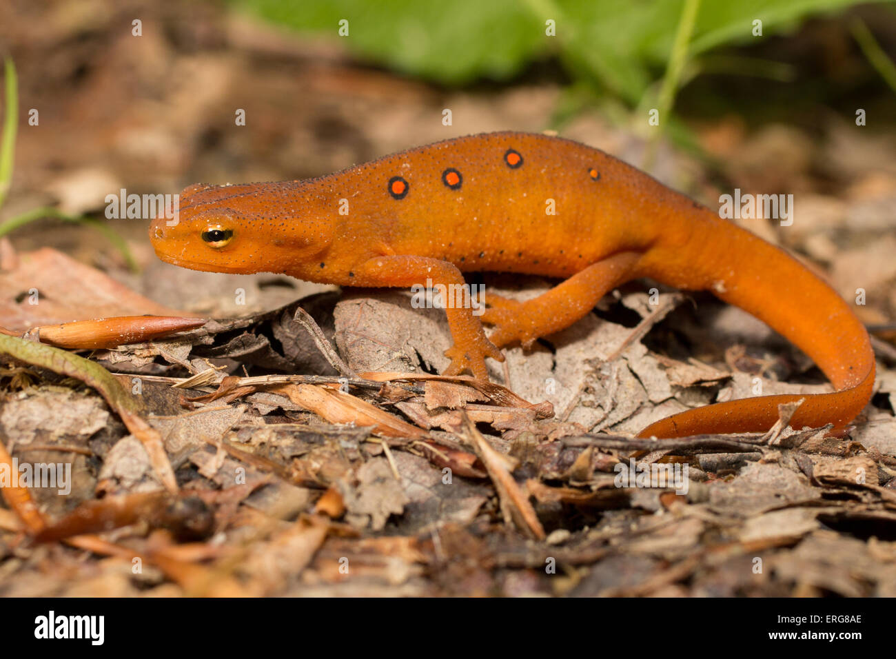 Eastern newt (eft stage) crawling across the forest floor - Notophalmus ...