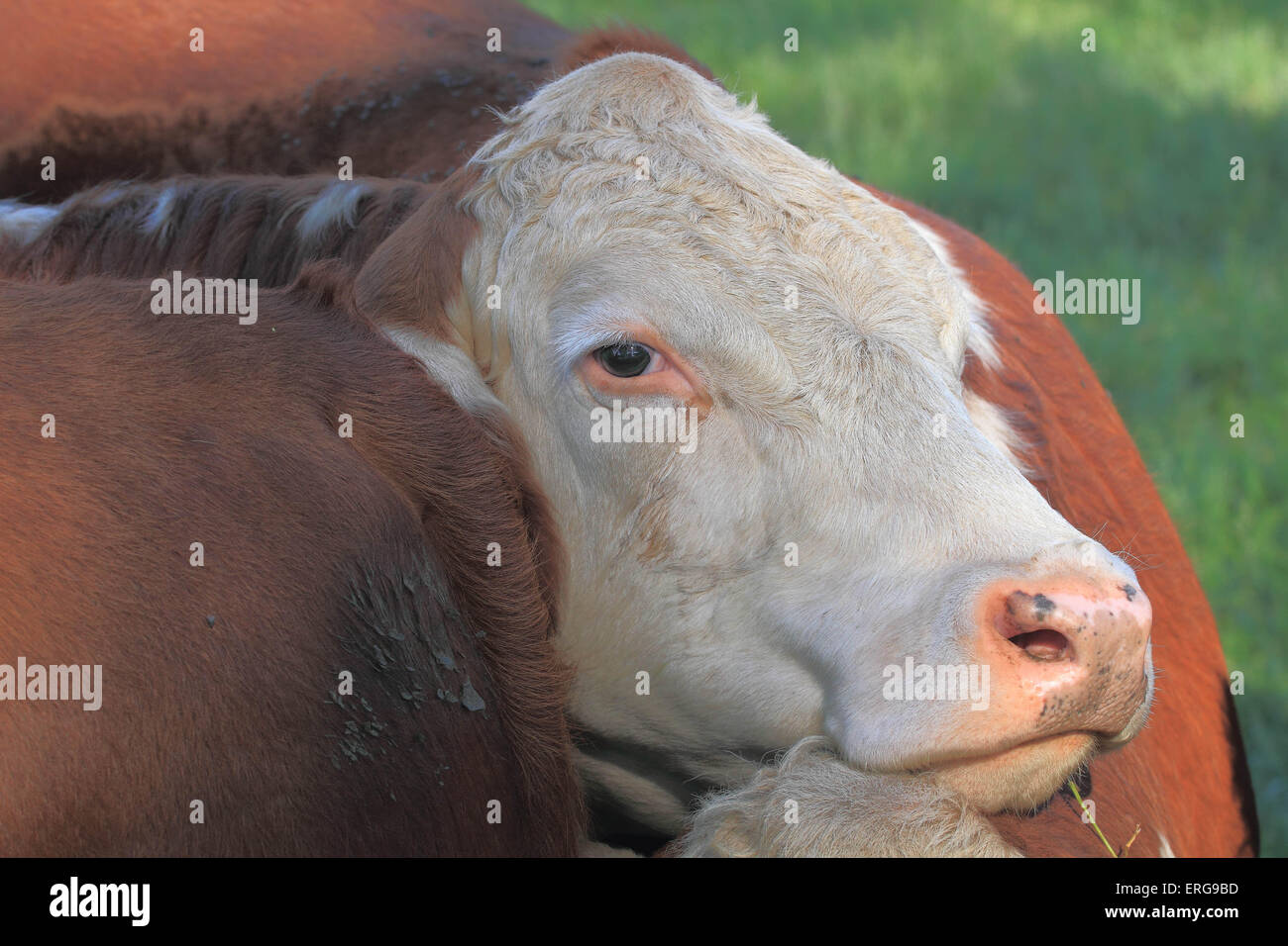 Funny Cow with head stuck between tow cow bums Stock Photo - Alamy