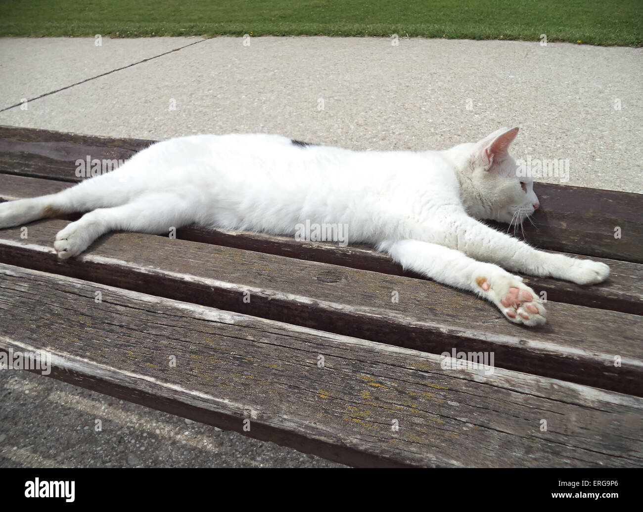 Cat on the bench Stock Photo - Alamy