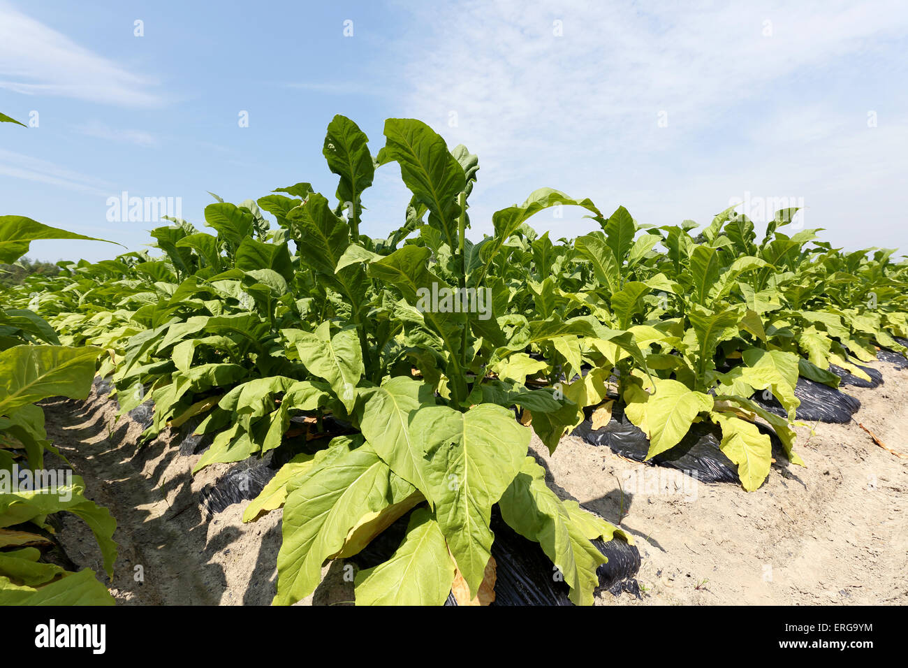 Tobacco plantation hi-res stock photography and images - Alamy