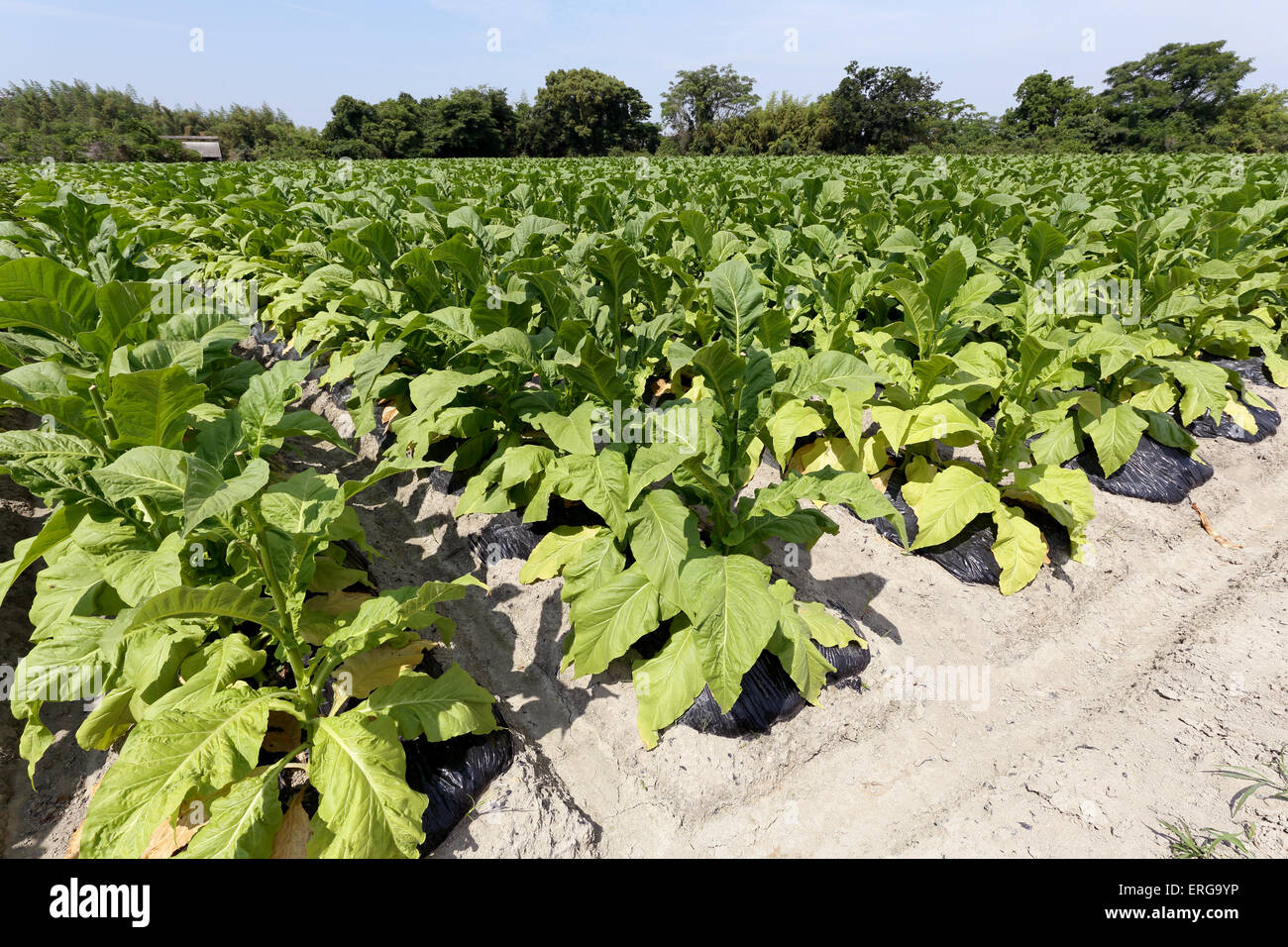 Tobacco plantation green leaf tobacco hi-res stock photography and ...