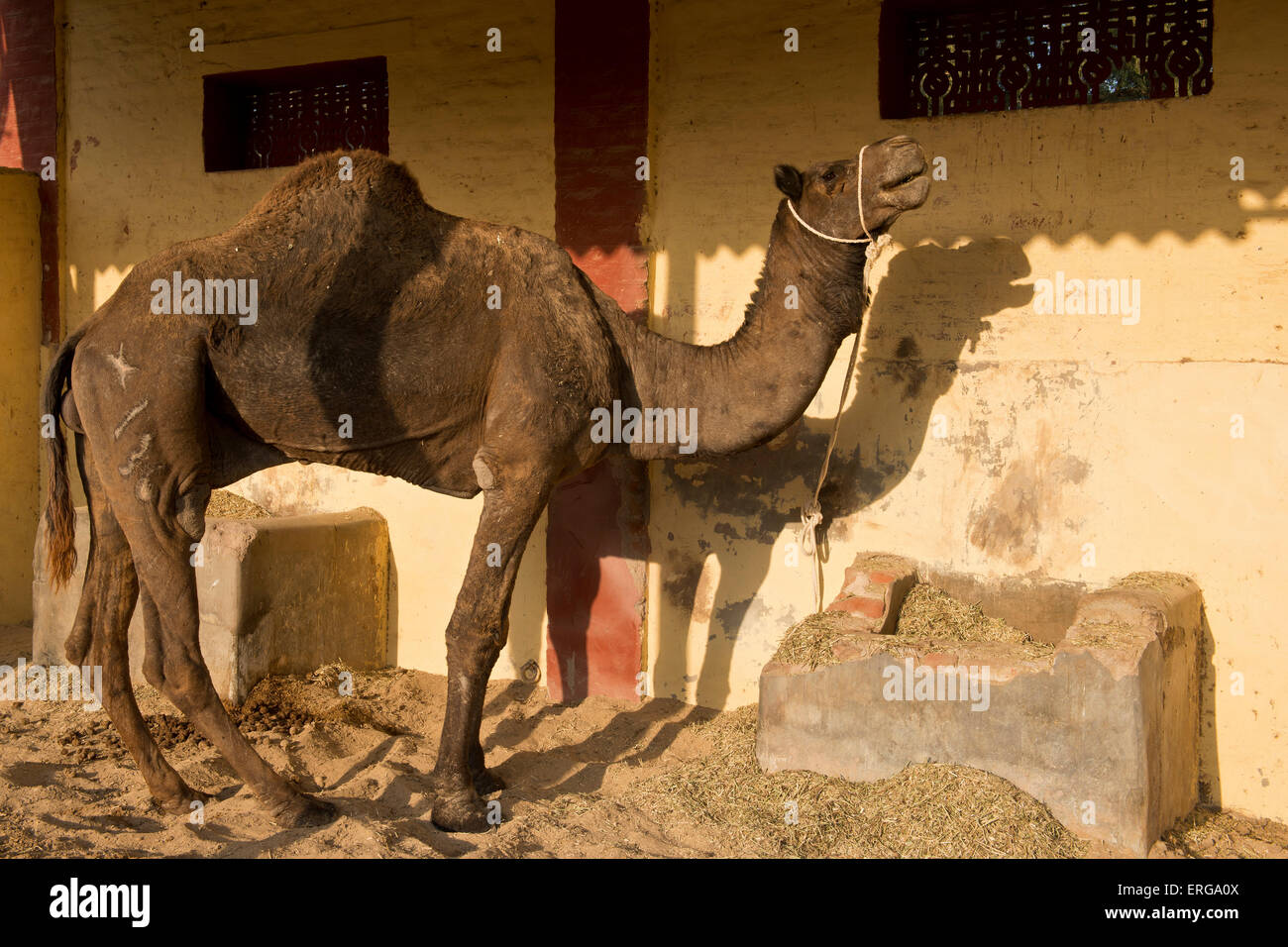 India, Rajasthan, Bikaner, camel farm Stock Photo - Alamy