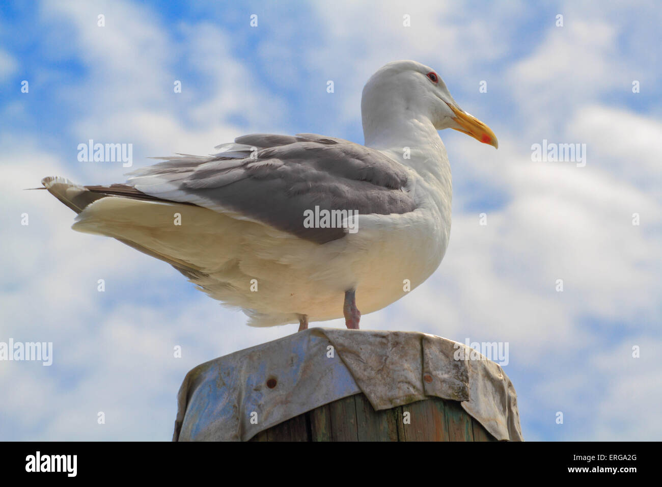 Seagull wildlife hi-res stock photography and images - Alamy