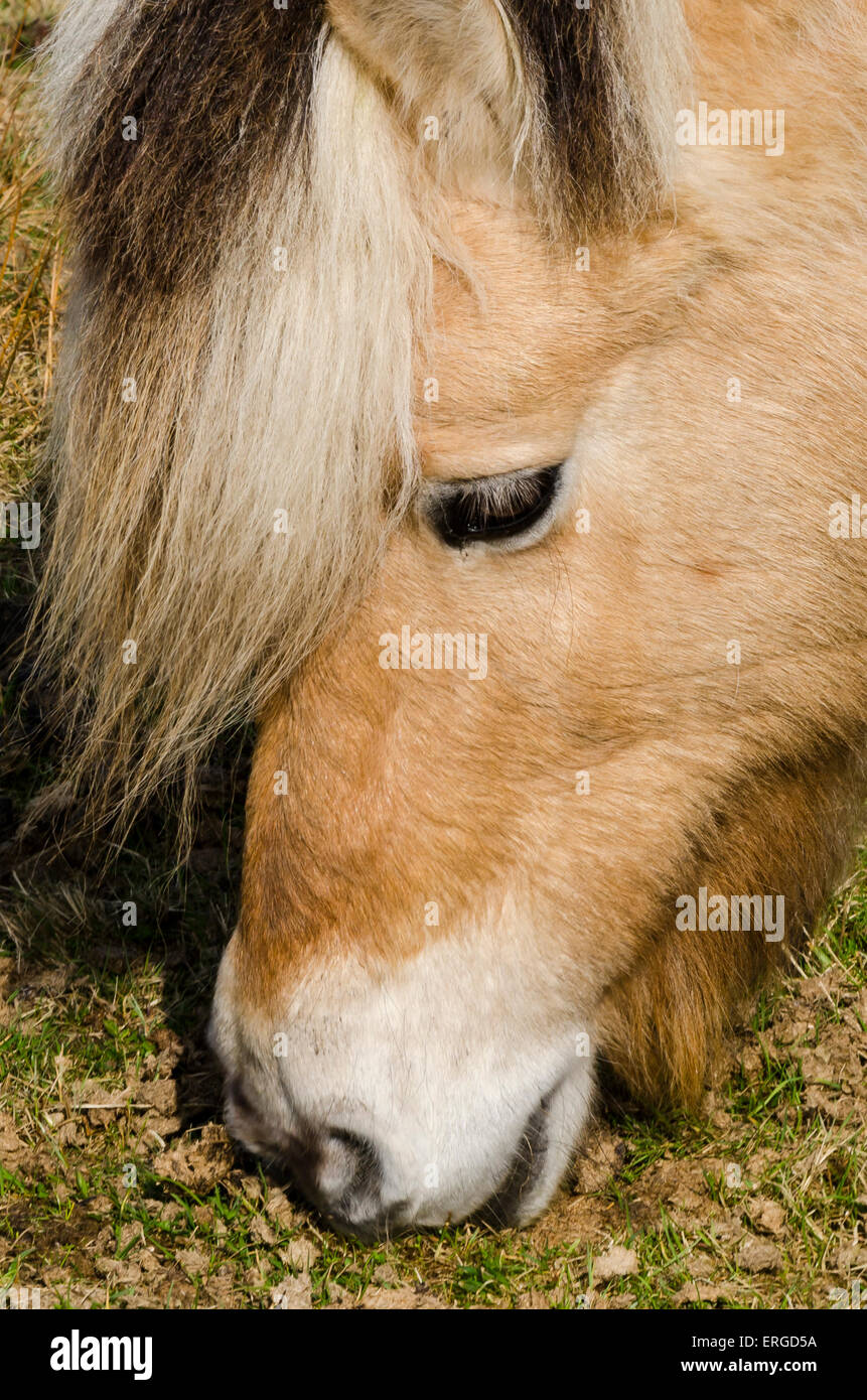 Head of Fjord horse grazing Stock Photo - Alamy