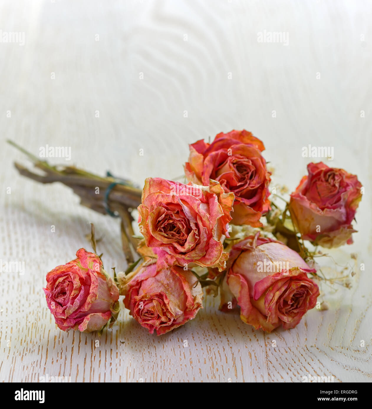 Vintage roses isolated hi-res stock photography and images - Alamy