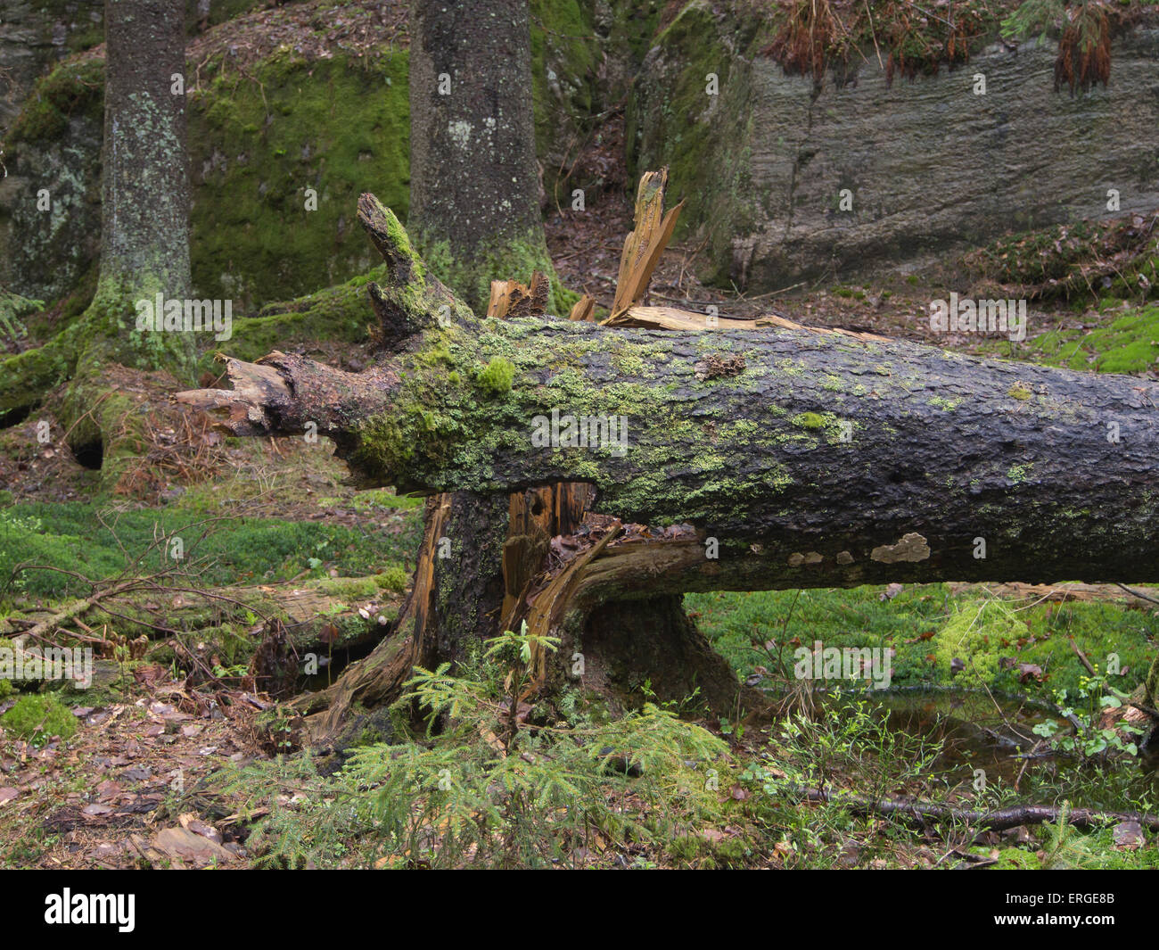 Fallen tree trunk in the deep forest , with imagination could look like ...