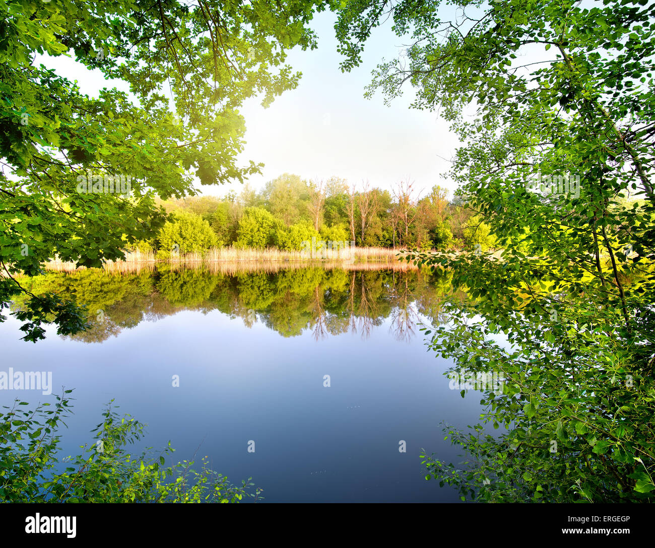 Trees with green leaves by the river Stock Photo - Alamy