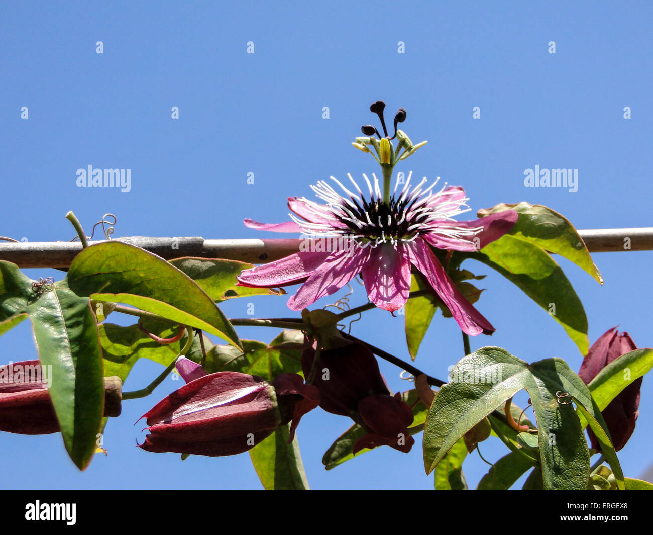 Passion flower vine – Pink Passiflora in spring Stock Photo - Alamy
