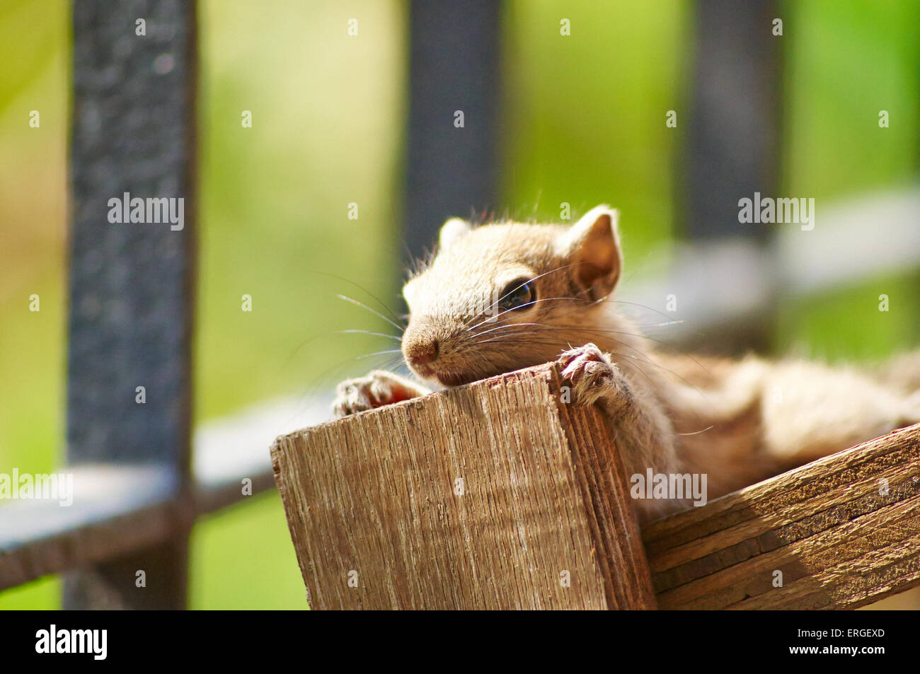 Baby squirrel hi-res stock photography and images - Alamy
