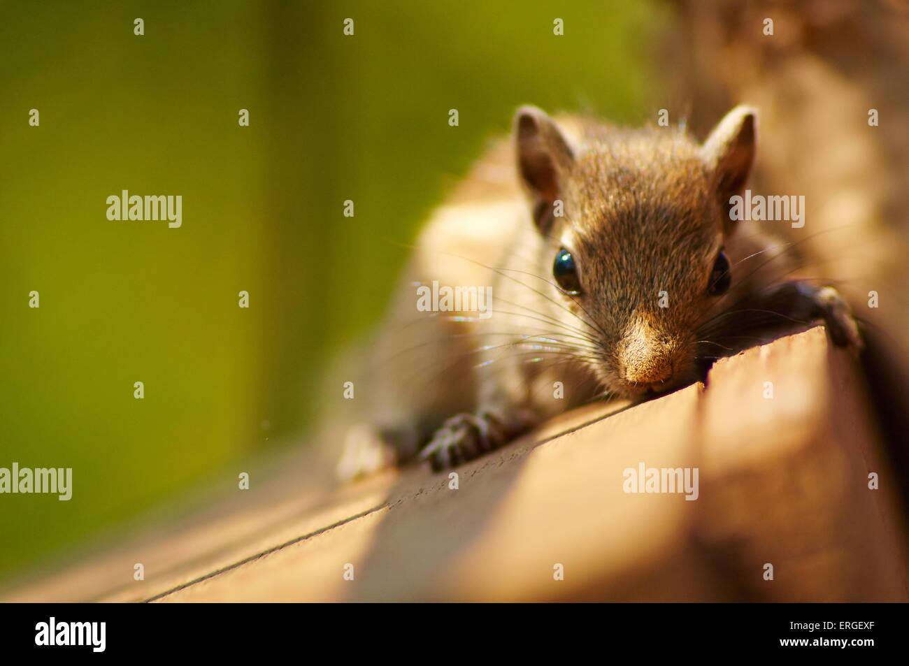 Baby Squirrel Posing Stock Photo - Alamy