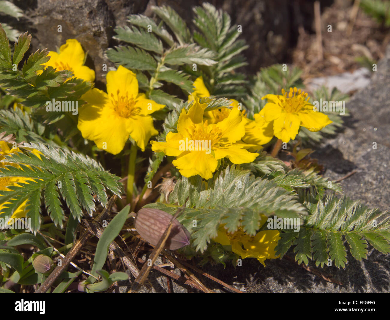 Silverweed potentilla anserina argentina anserina hi-res stock ...
