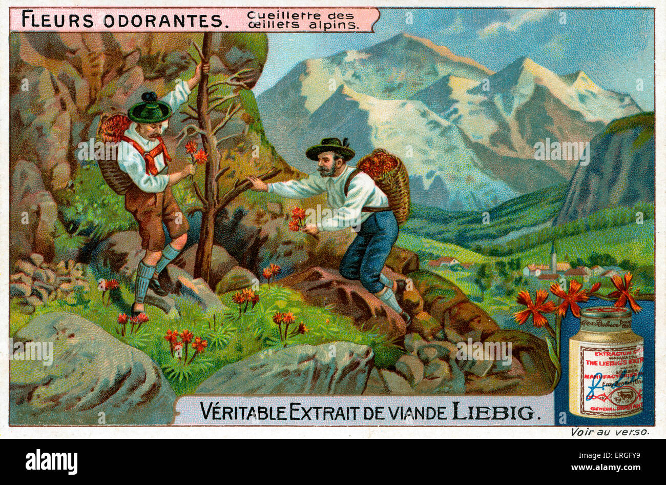 Sweet- Smelling Flowers: Picking Alpine carnations. 1911. (French ...