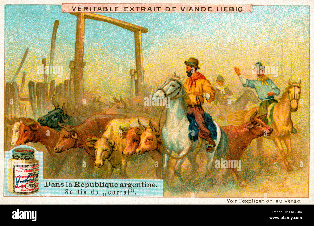 Cattle ranches argentina hi-res stock photography and images - Alamy