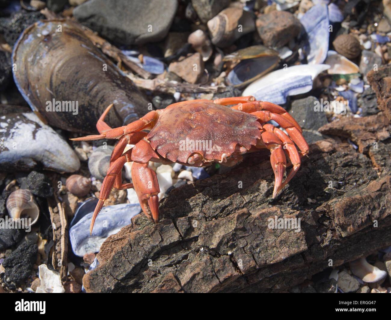 Carcinus maenas, "Shore crab" , empty shell on the shoreline of the ...
