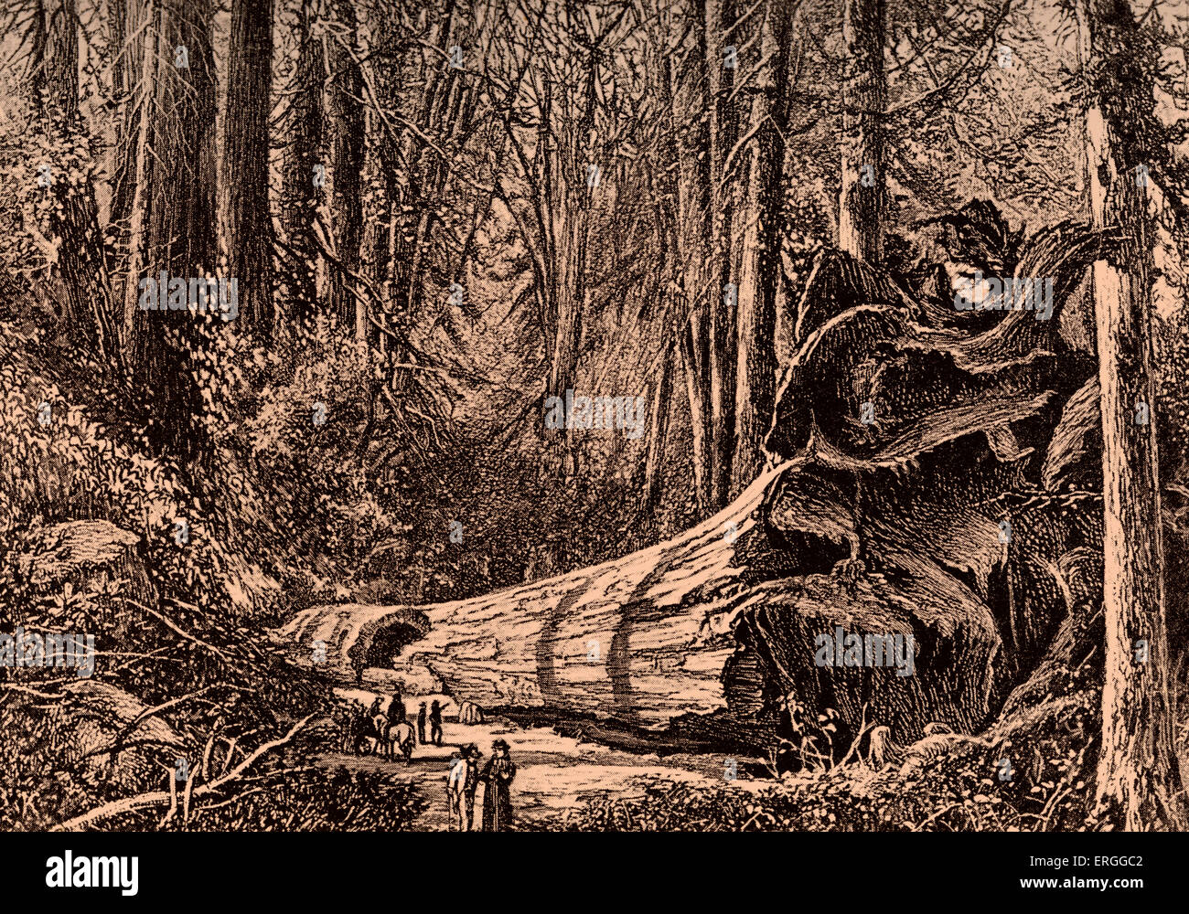 Gigantic felled tree in Calaveras Grove, California c.1880s ...