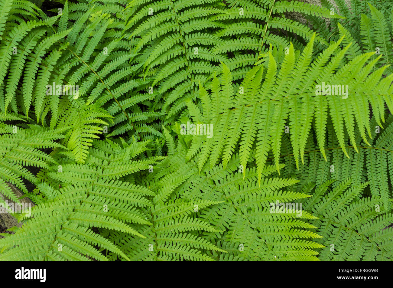Ba leaves hi-res stock photography and images - Alamy