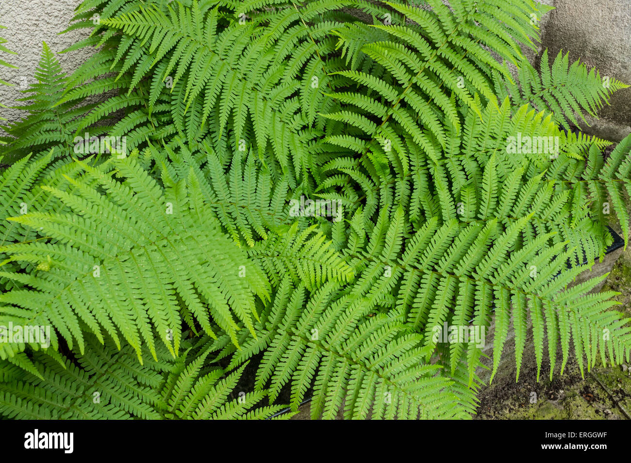 Ba leaves hi-res stock photography and images - Alamy