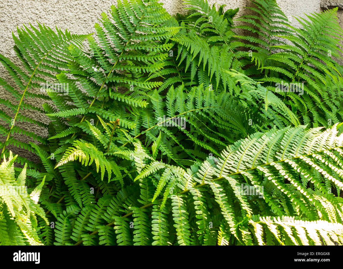 Ba leaves hi-res stock photography and images - Alamy