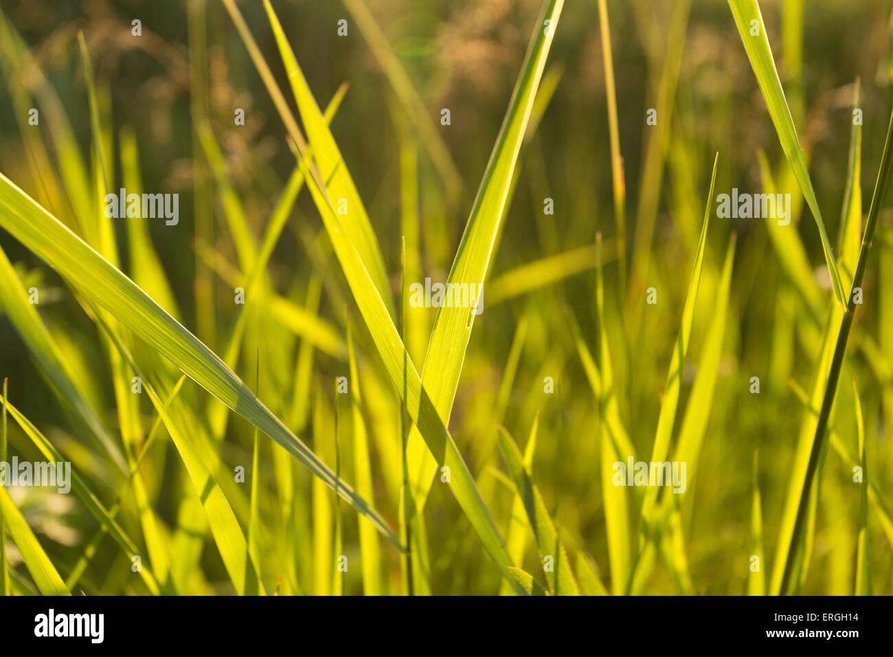 Green grass in backlight Stock Photo - Alamy
