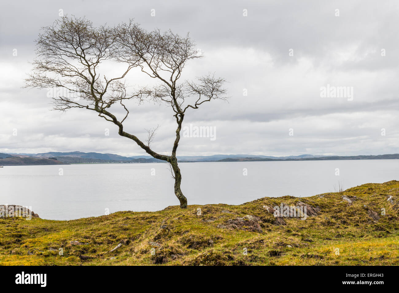 Scotland tree hi-res stock photography and images - Alamy