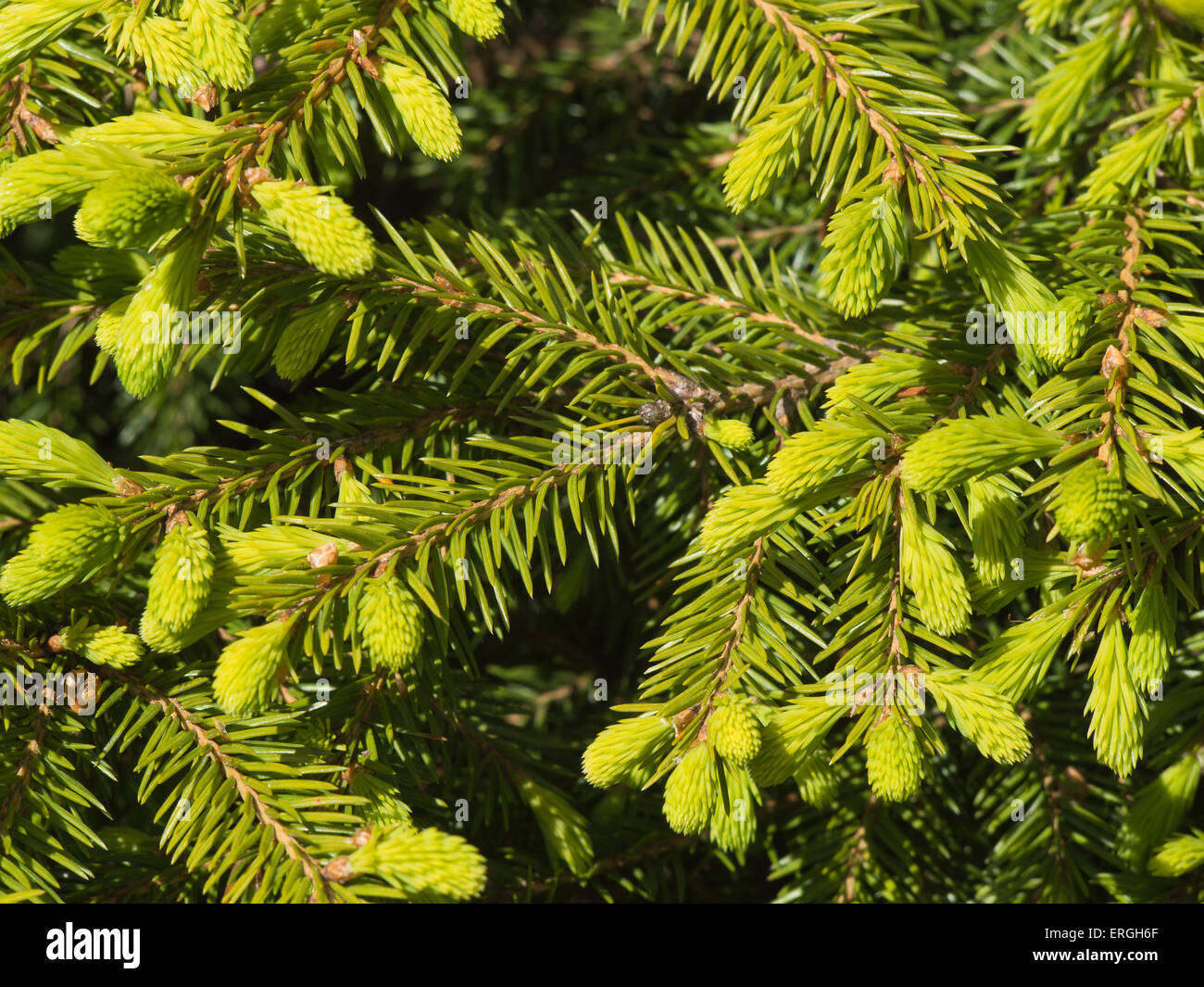 New light green spruce shoots in springtime, close up Stock Photo - Alamy