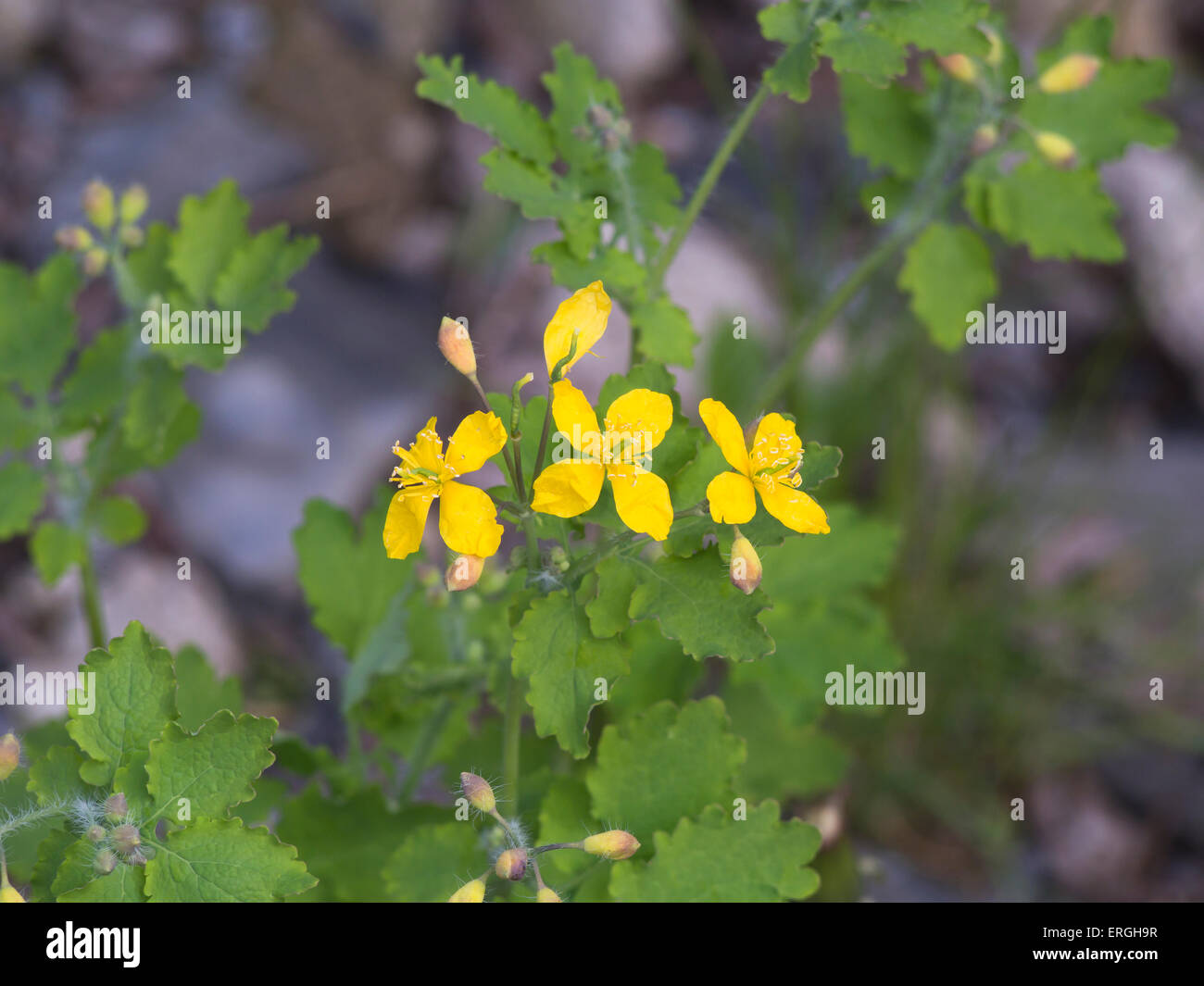 Charlock mustard sinapis arvensis hi-res stock photography and images ...