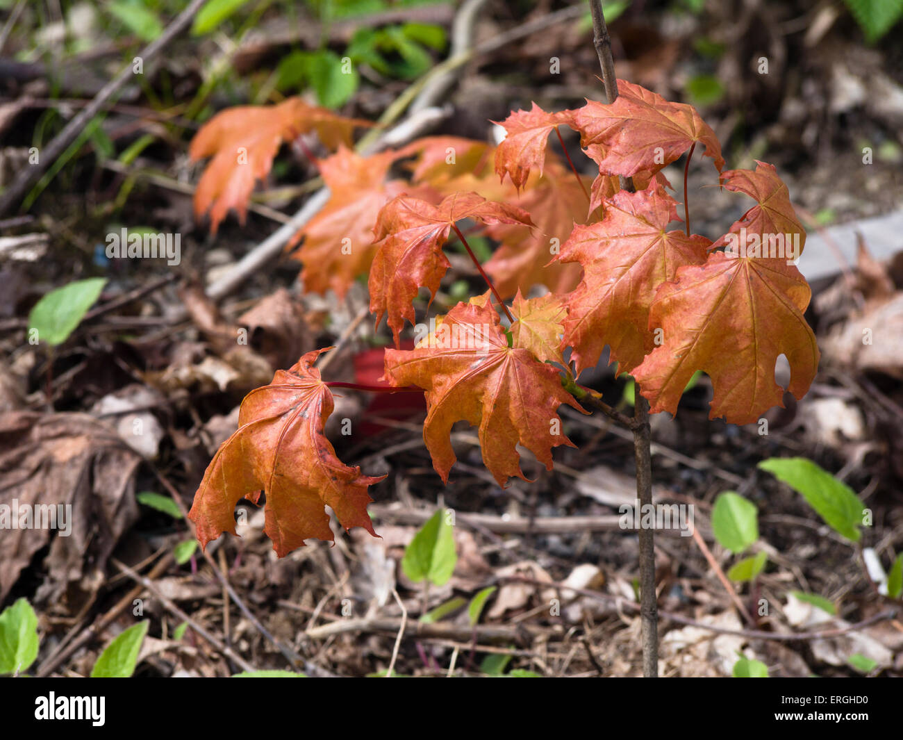 Acer platanoides, Norway maple, young small tree or sapling in ...
