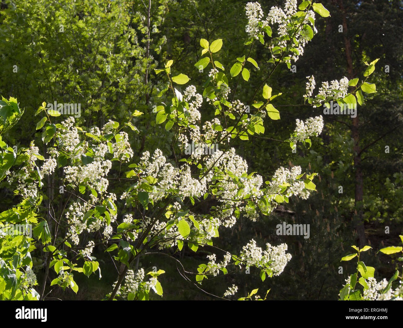 Hackberry tree flowers High Resolution Stock Photography and Images - Alamy