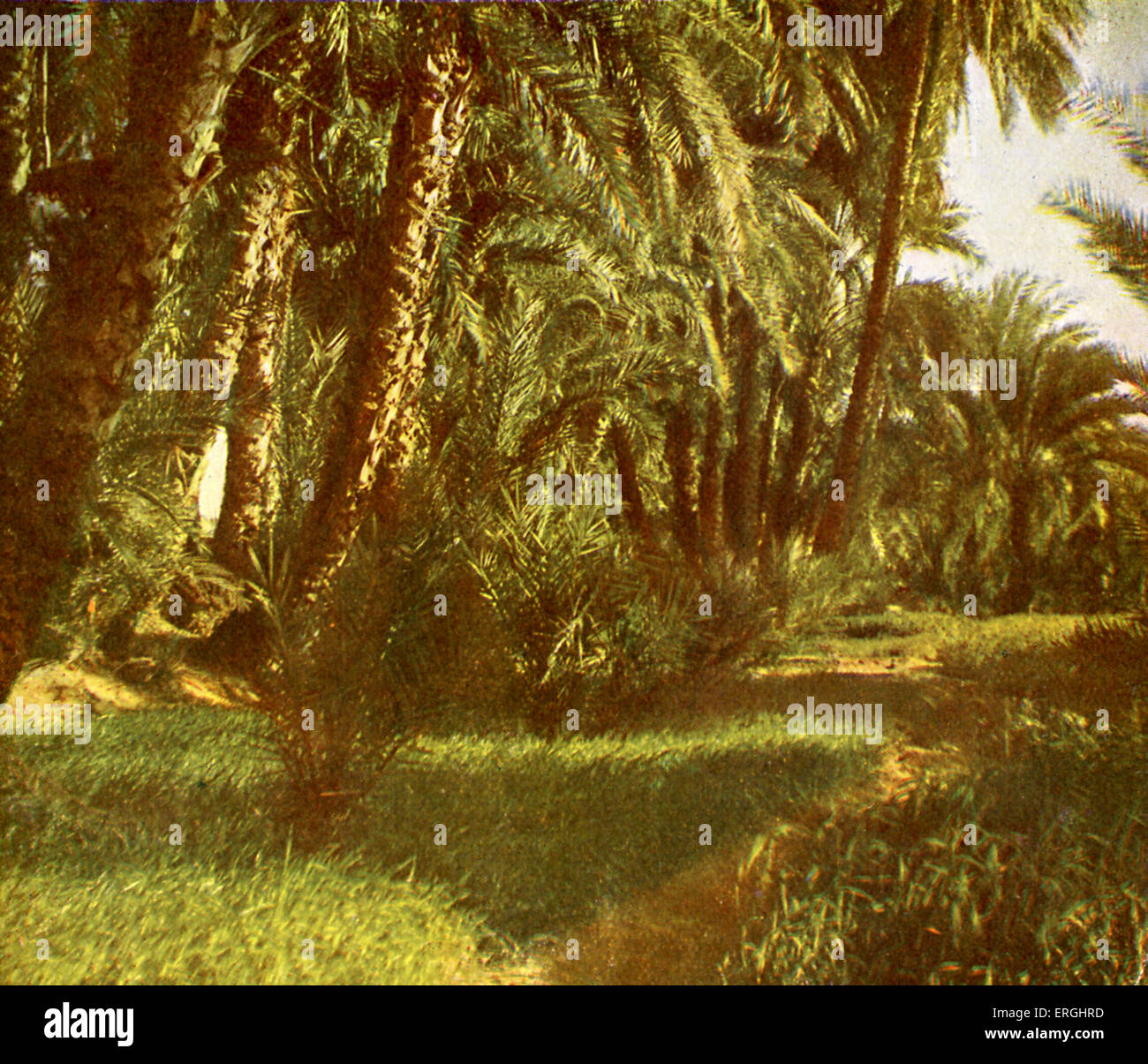 Palm forest egypt hi-res stock photography and images - Alamy