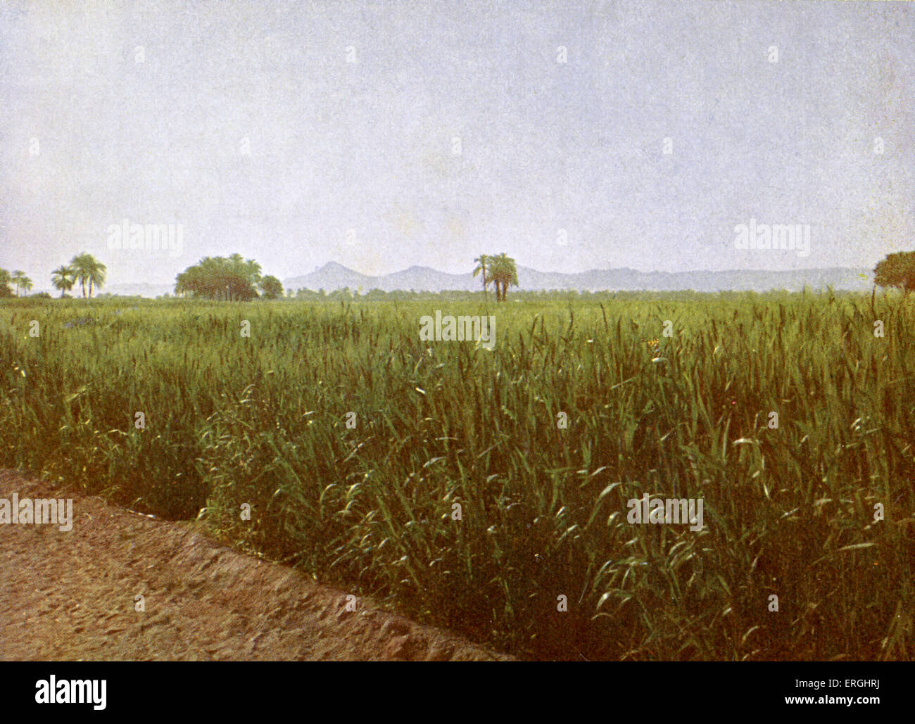 Egypt wheat hi-res stock photography and images - Alamy