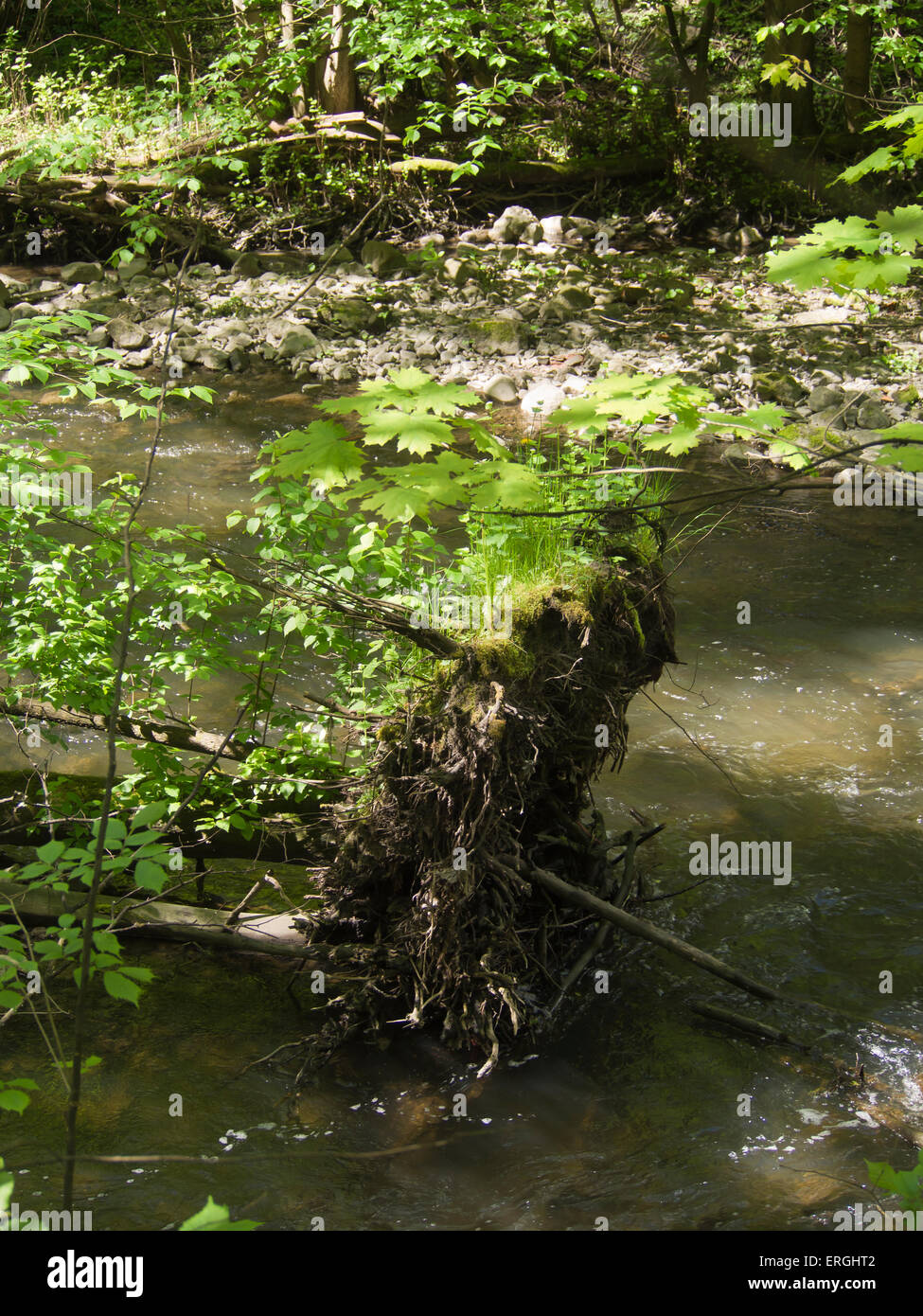 Windthrow, root of fallen tree lying in a forest stream Stock Photo - Alamy