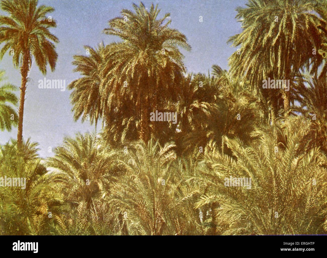 Date palms on Elephantine Island, Egypt. Island in the Nile River ...
