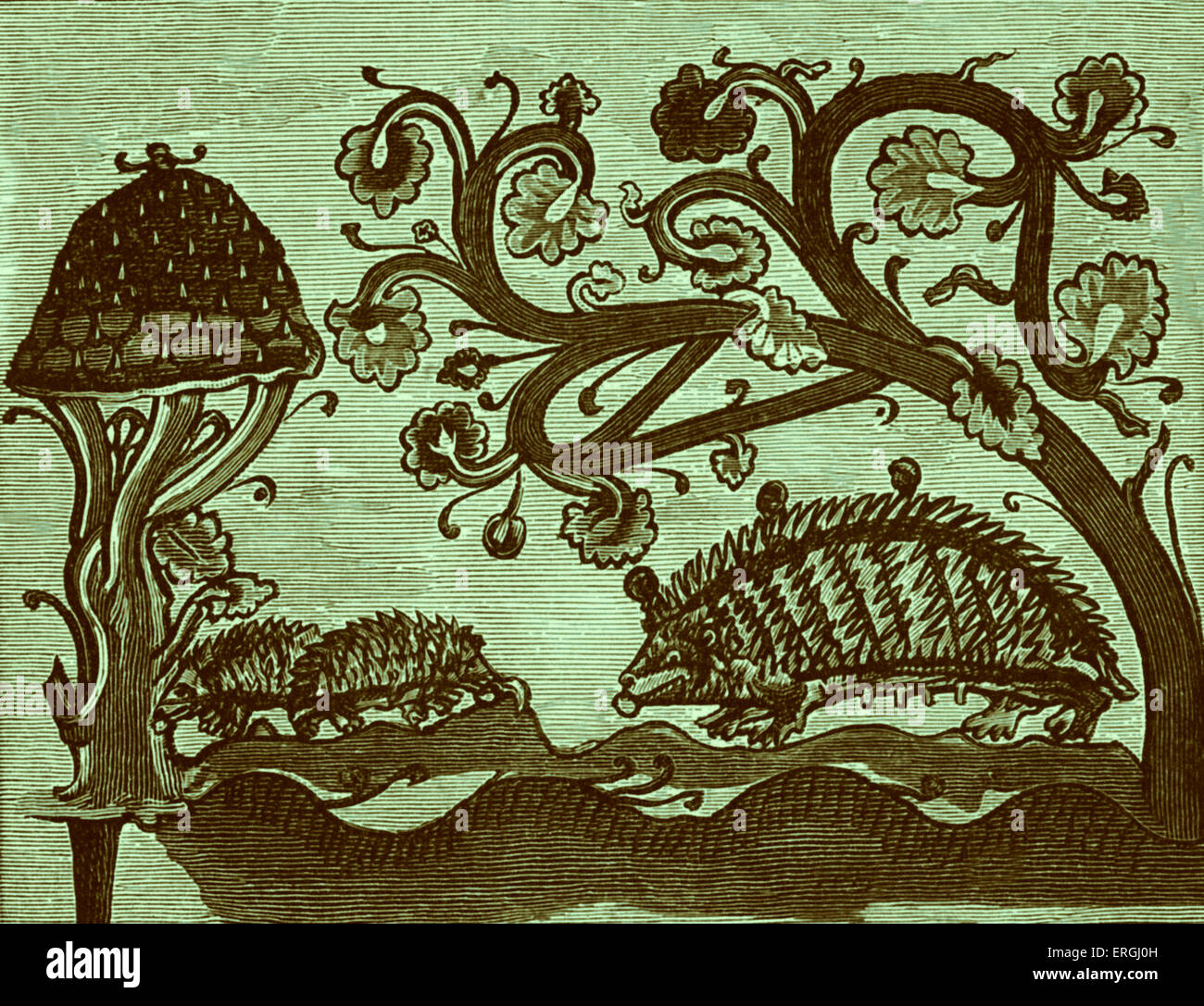 Hedgehog mushroom drawing hi-res stock photography and images - Alamy