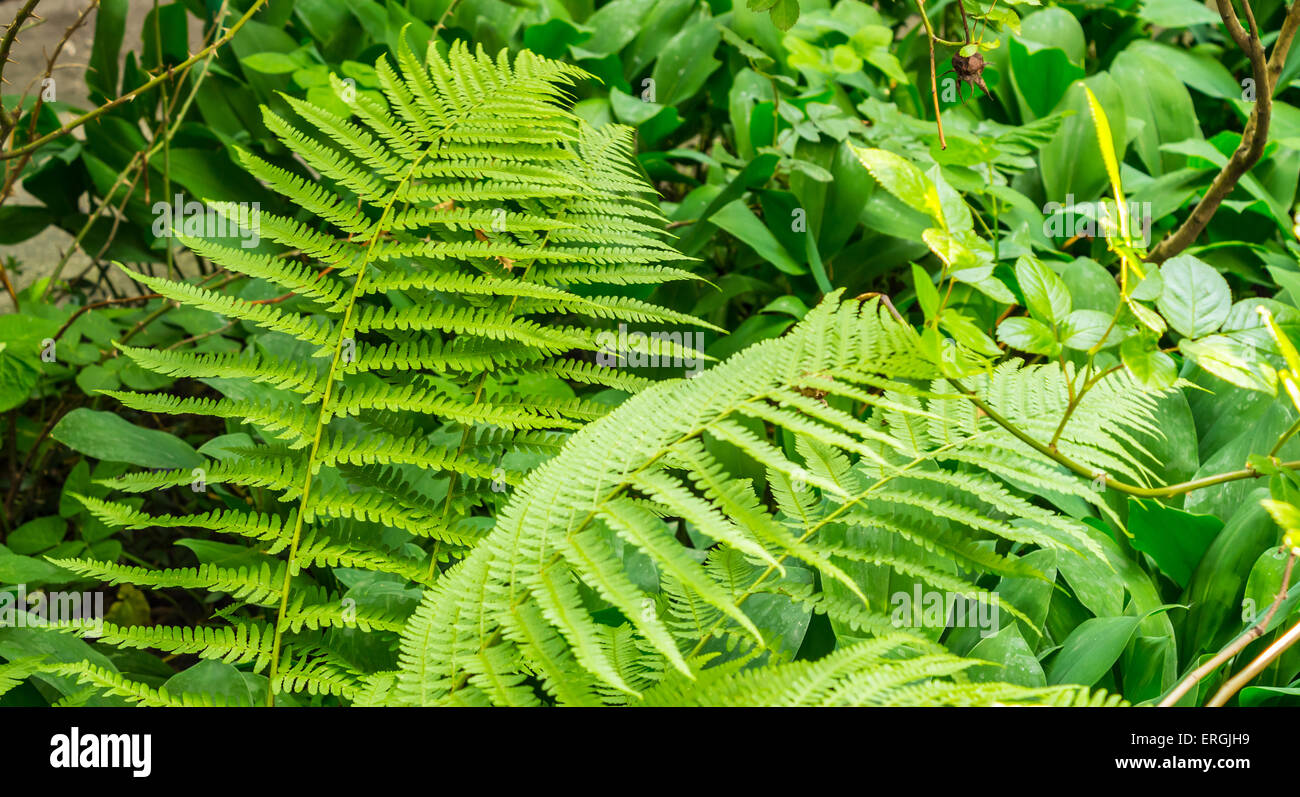 Ba leaves hi-res stock photography and images - Alamy
