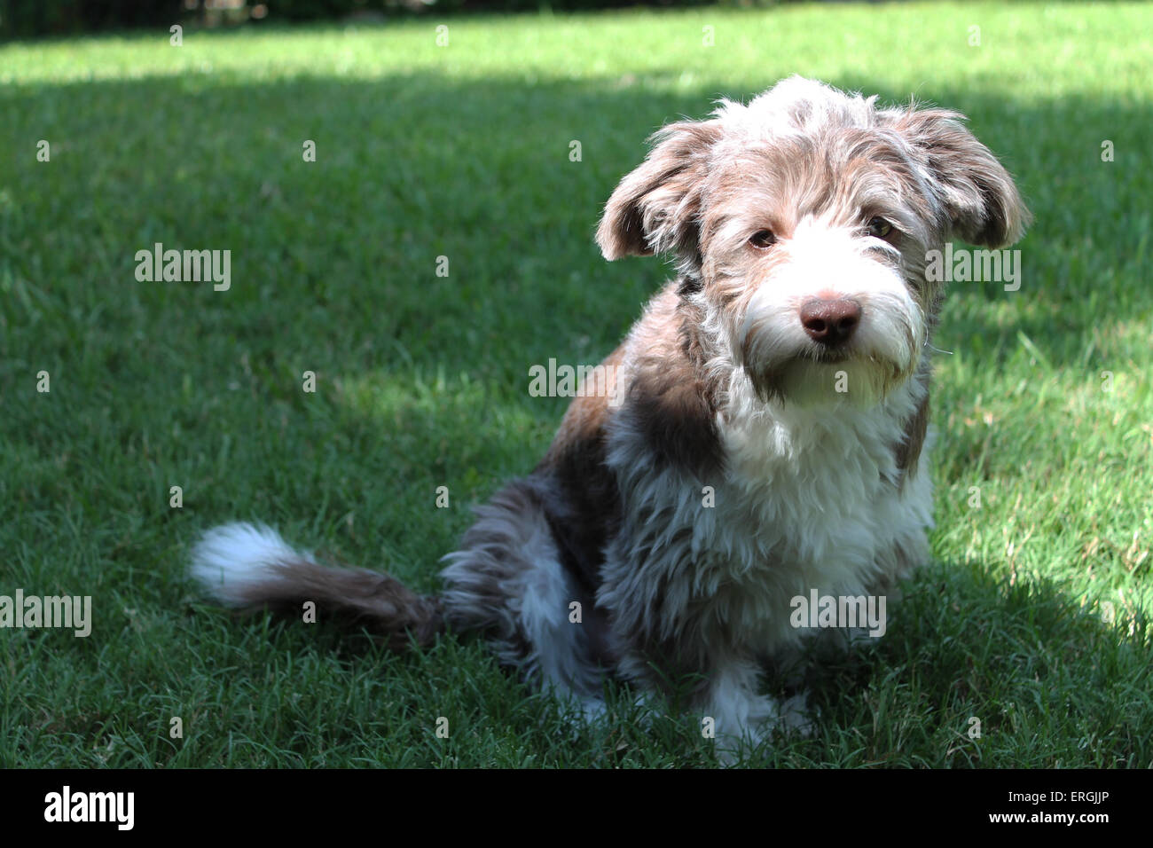 Furry light brown dog hi-res stock photography and images - Alamy
