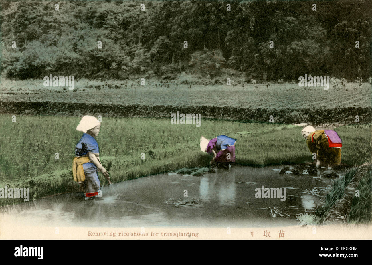 Japanese Workers Tilling Rice As Japan Rice Shortage Bites, Farmers