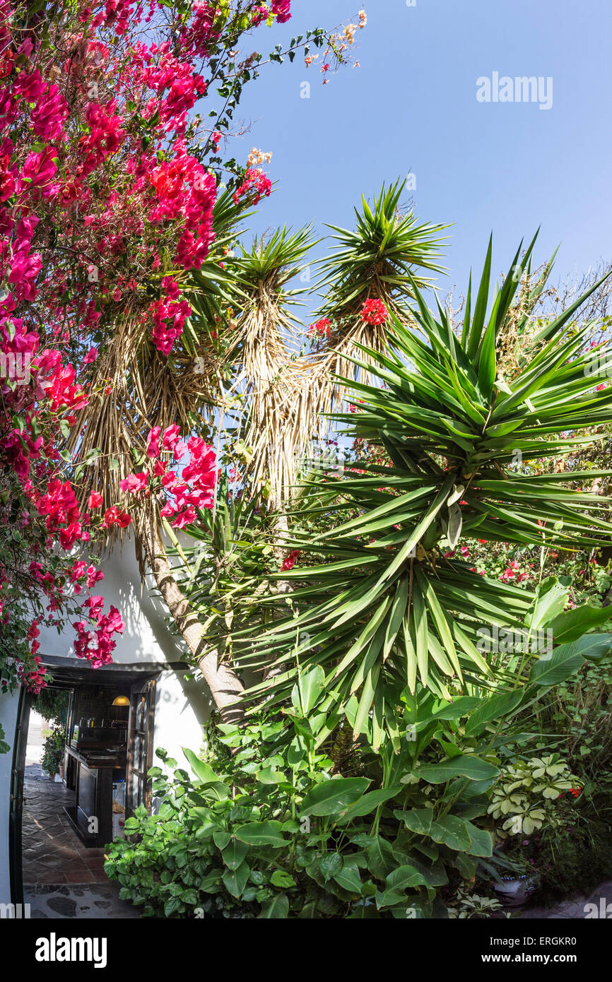 Casa Santa María , Patio, Flowers, Betancuria, Fuerteventura, Canary ...
