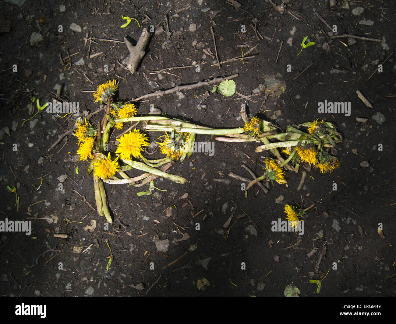 Discarded and trampled upon, dandelion flower bouquet withering on the ...