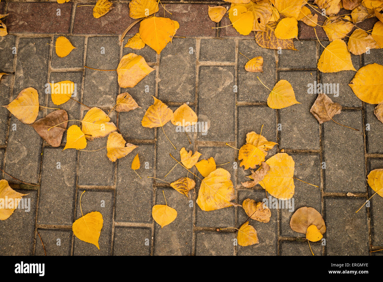 Scattered leaves on sidewalk hi-res stock photography and images - Alamy