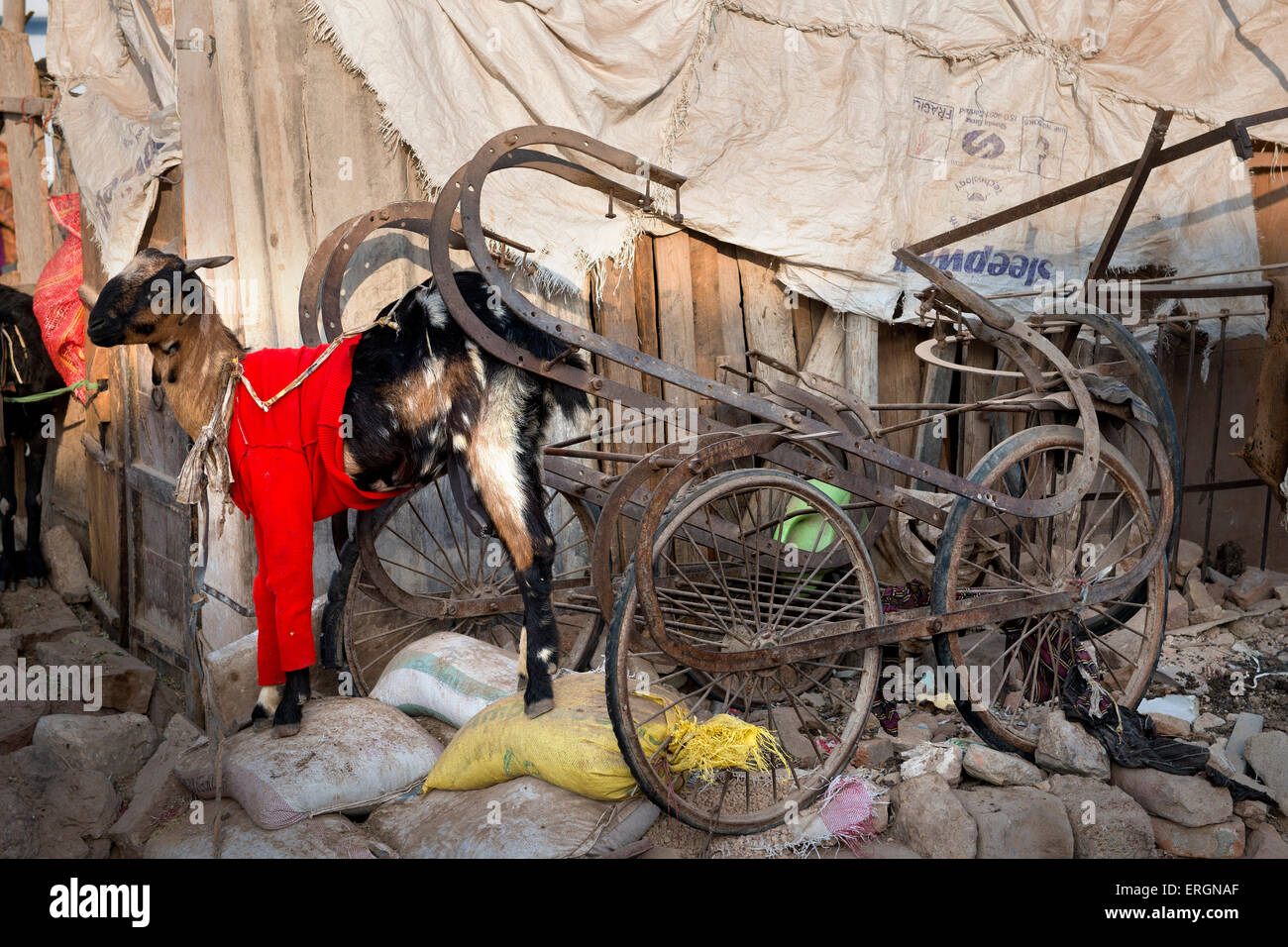 India, Rajasthan, Bikaner, goat Stock Photo - Alamy
