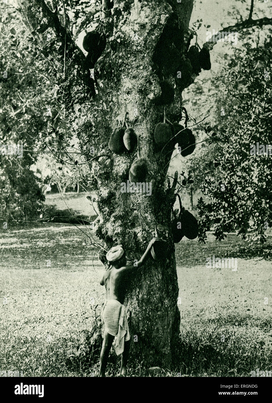 Man picking Jackfruit in Ceylon / Sri Lanka gathering Jackfruit ...
