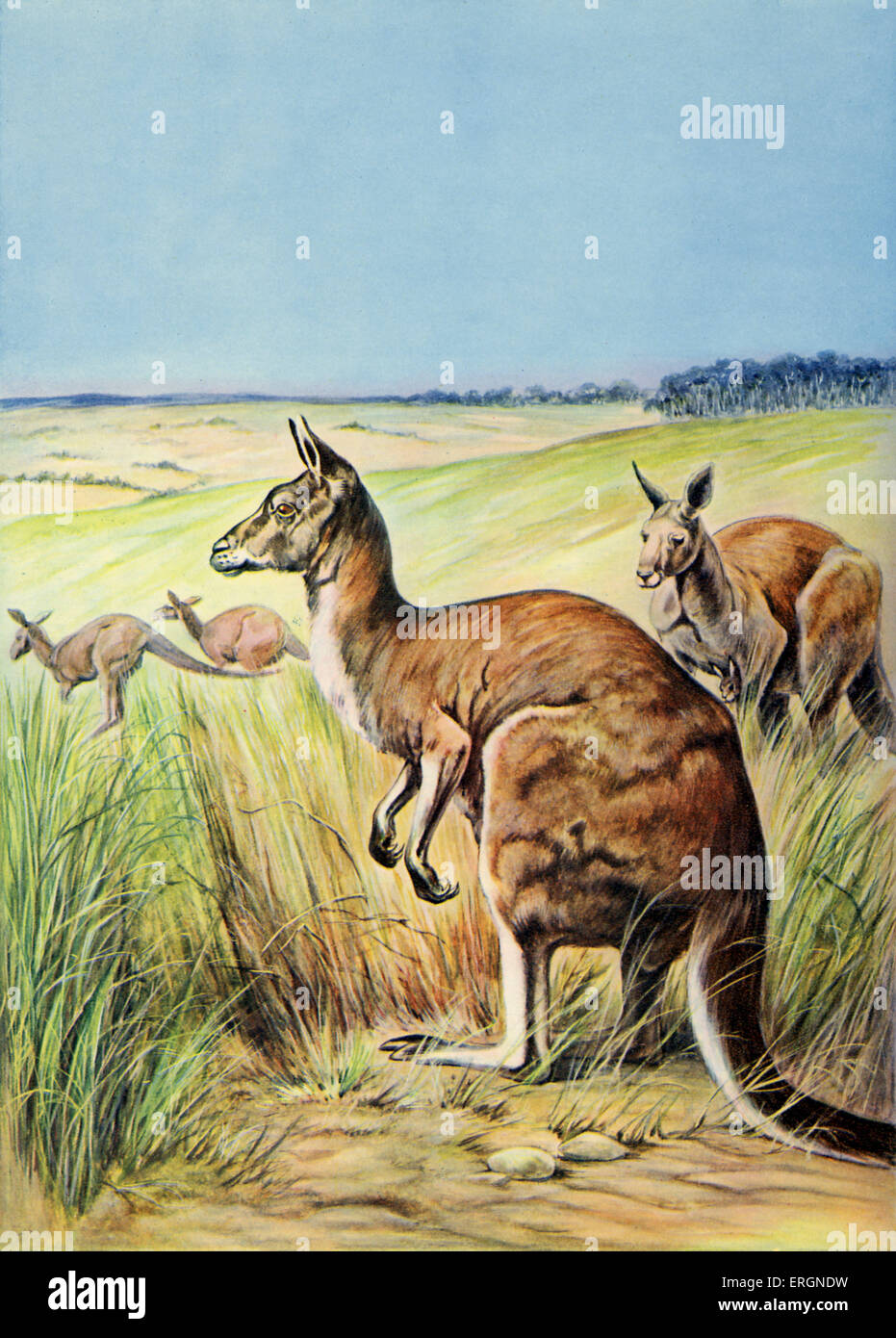 Kangaroo Standing On Tail