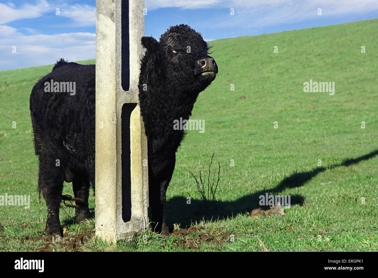 one black bull scratching himself on a pole Stock Photo - Alamy