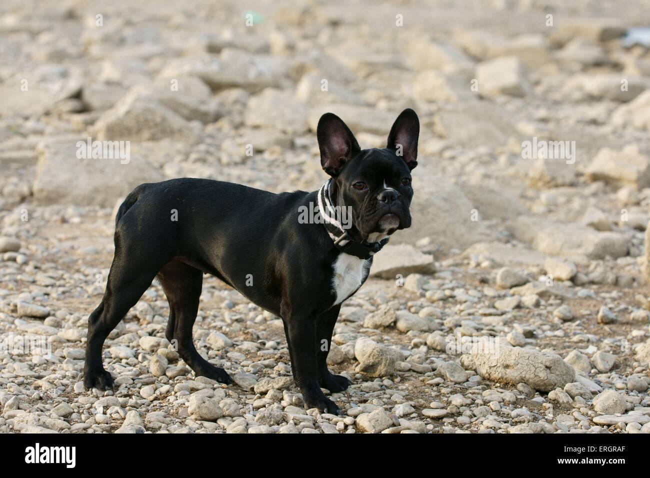 standing French Bully Stock Photo - Alamy