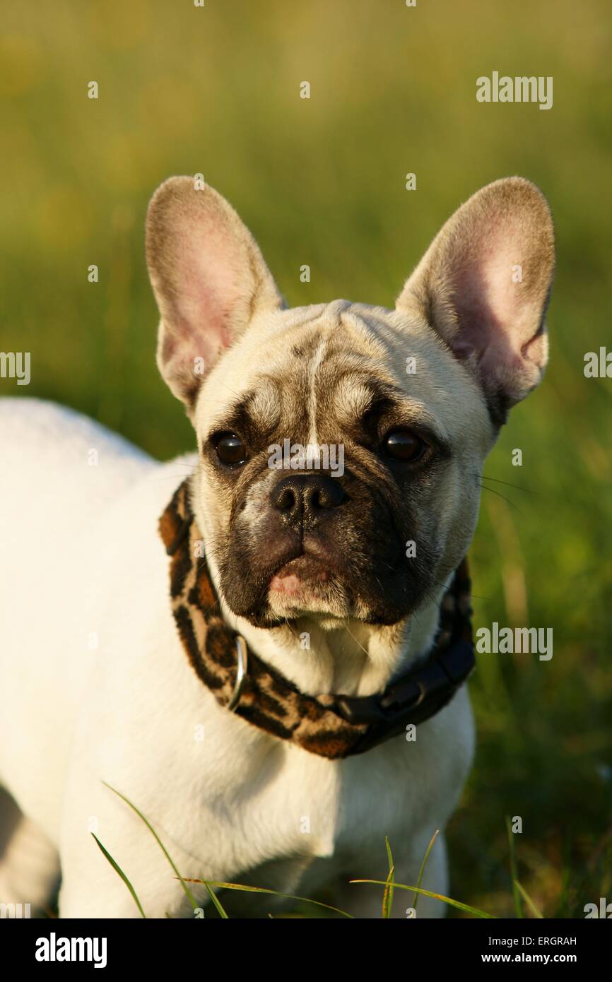 French Bully Portrait Stock Photo - Alamy