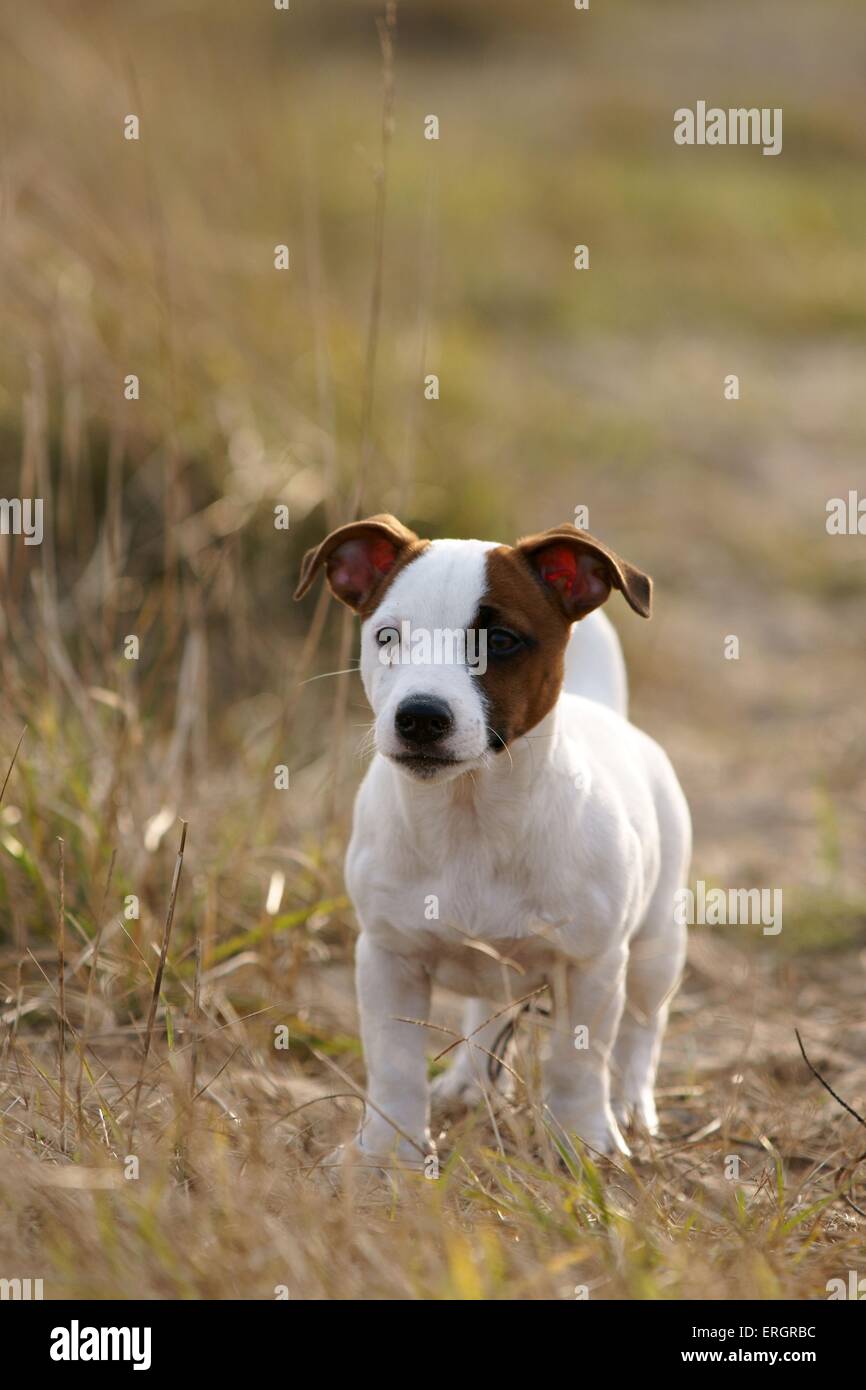 standing jack russell terrier Stock Photo - Alamy