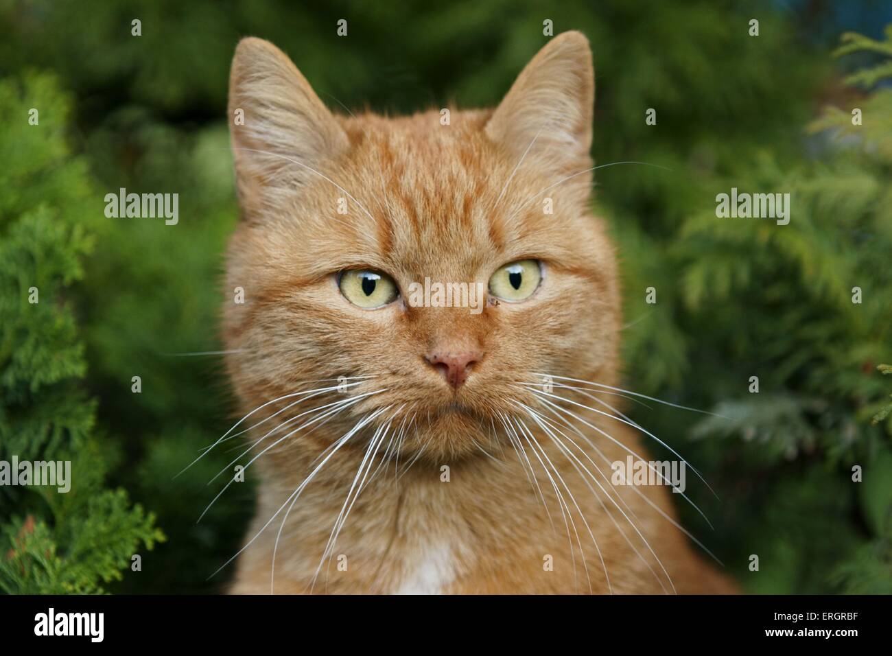 Ginger tabby cat hi-res stock photography and images - Alamy