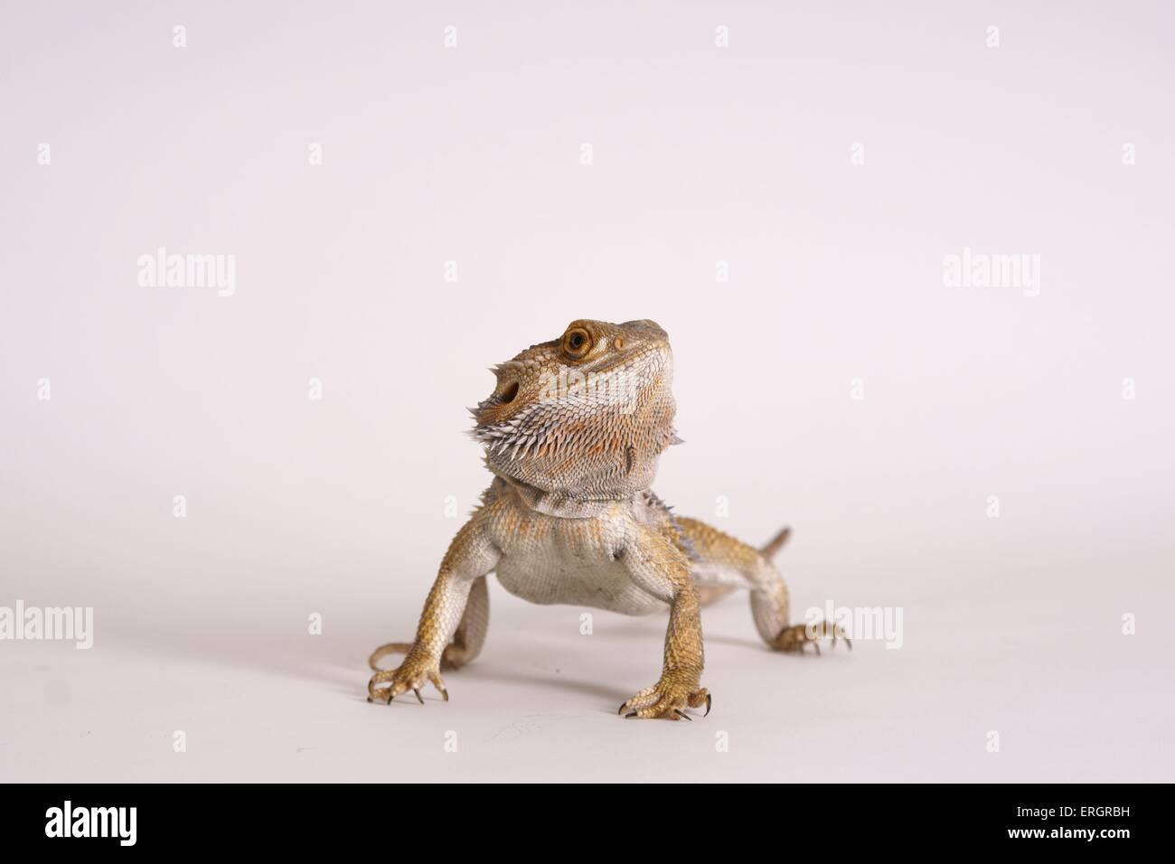 Adult bearded dragon hi-res stock photography and images - Alamy