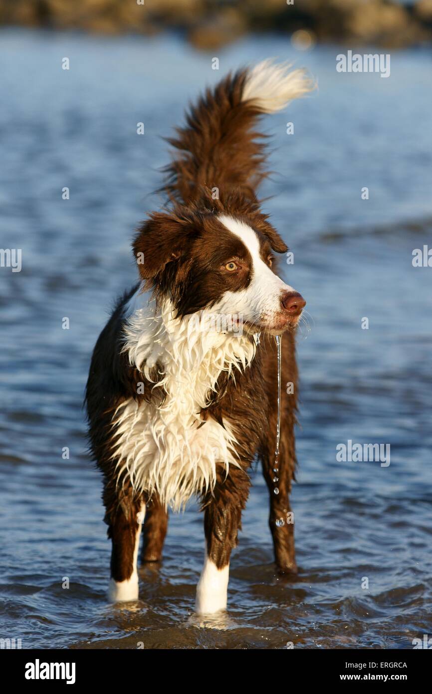female Border Collie Stock Photo - Alamy